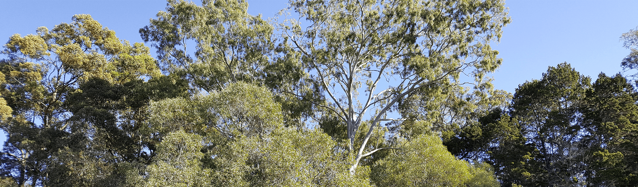 Mount Larcom State School